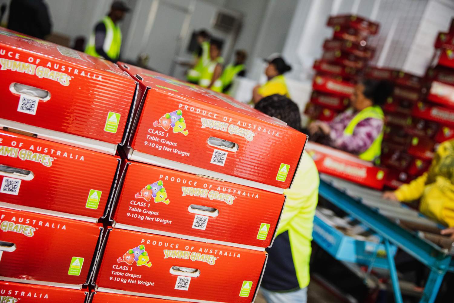 We provide a vast range of Packing options to suit distributors and ...
